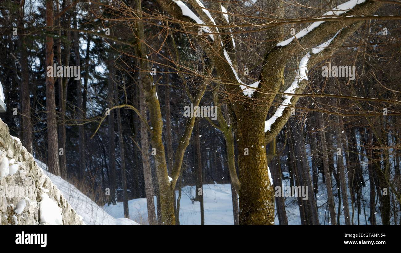 Strong wind blowing snow from tree branches in winter forest at ...