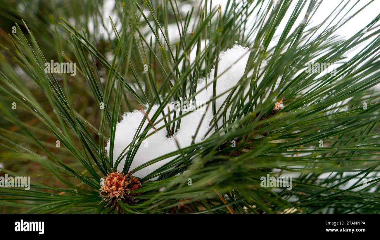 Close up snow falling slowly hi-res stock photography and images - Alamy