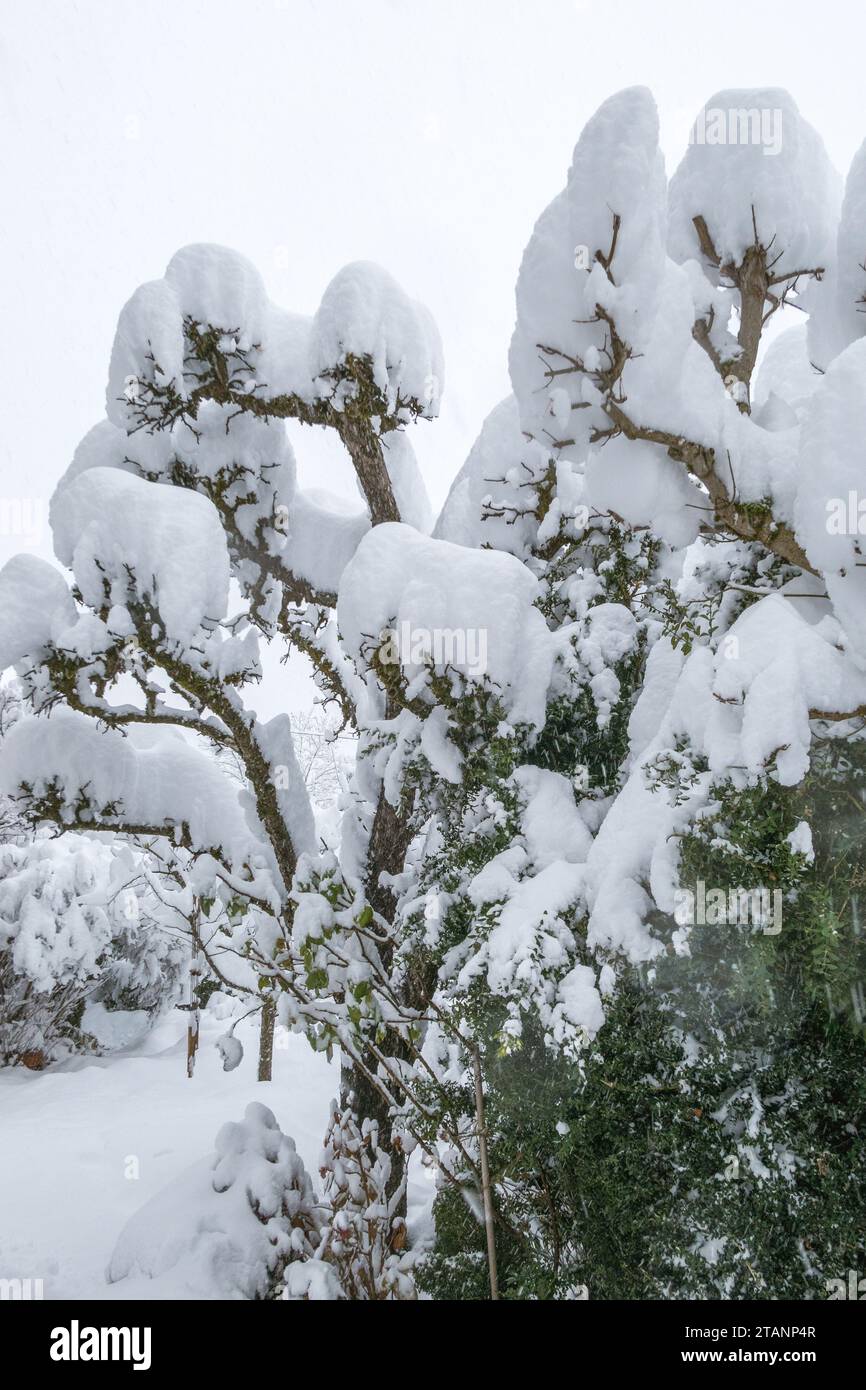 Risk of snow breakage hi-res stock photography and images - Alamy