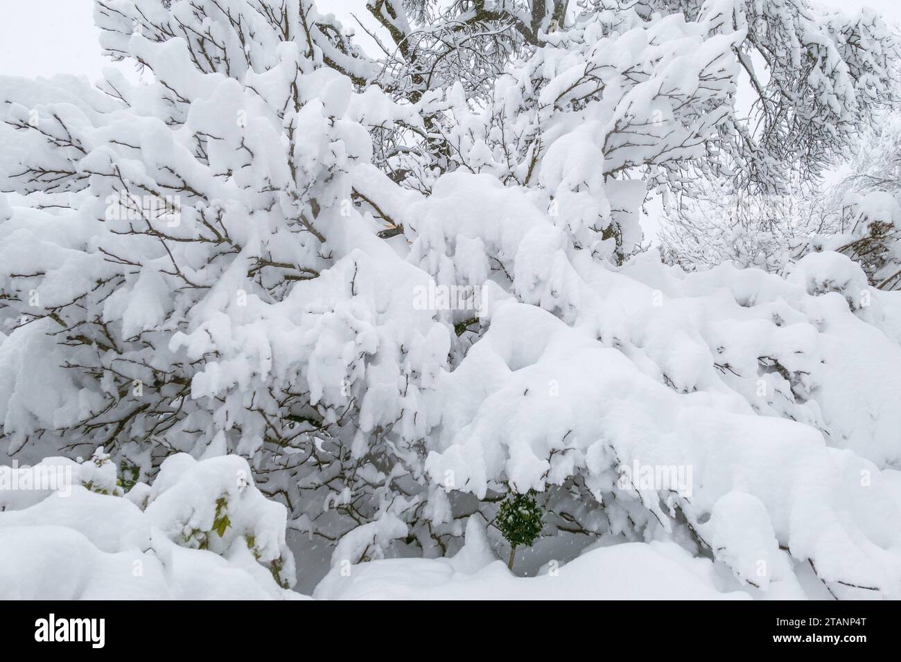 Deep Snowfall