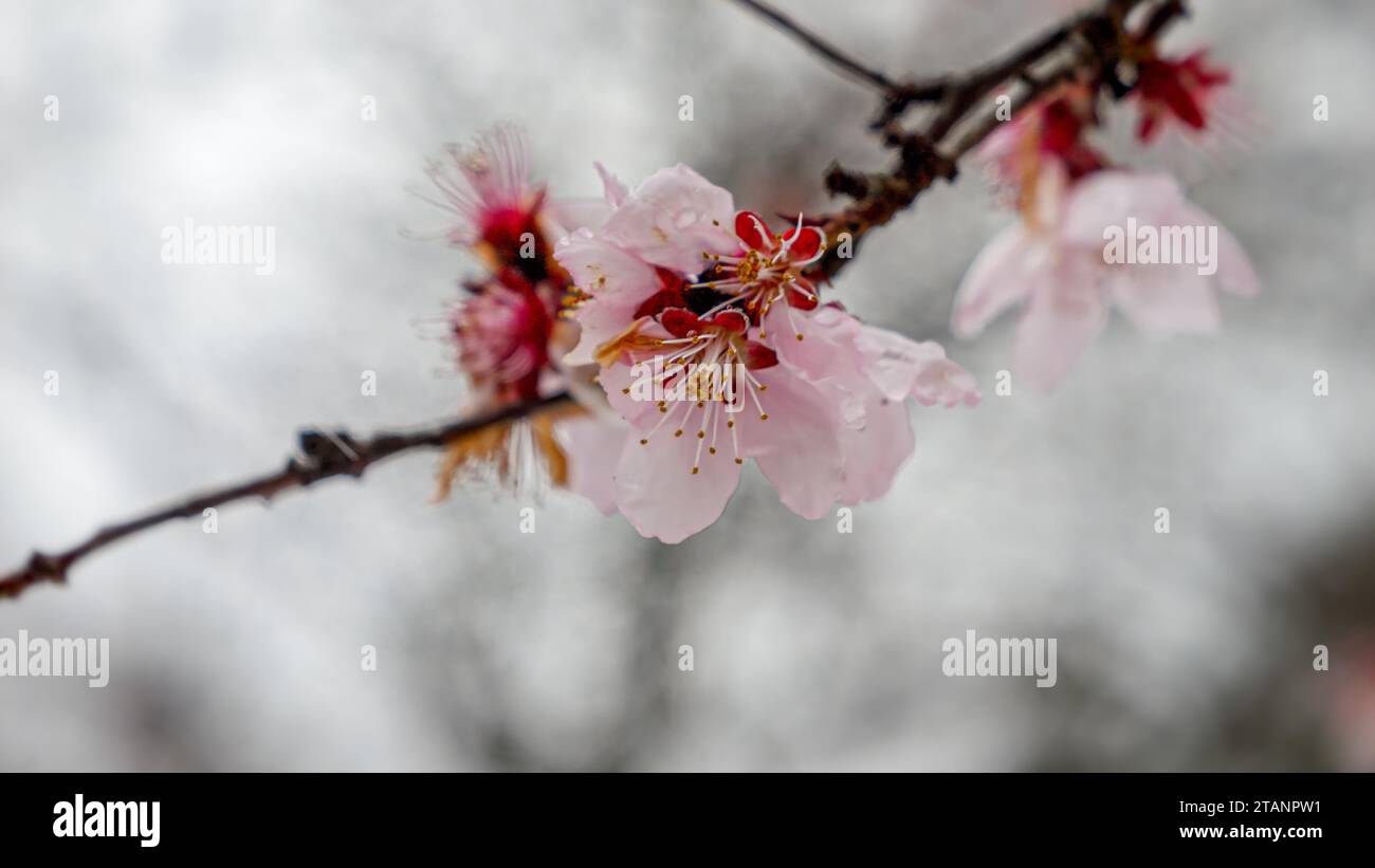 In slow motion snowflakes fall hi-res stock photography and images - Alamy