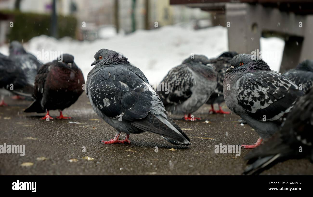 Snow is falling on a group of pigeons at a park during winter. The ...