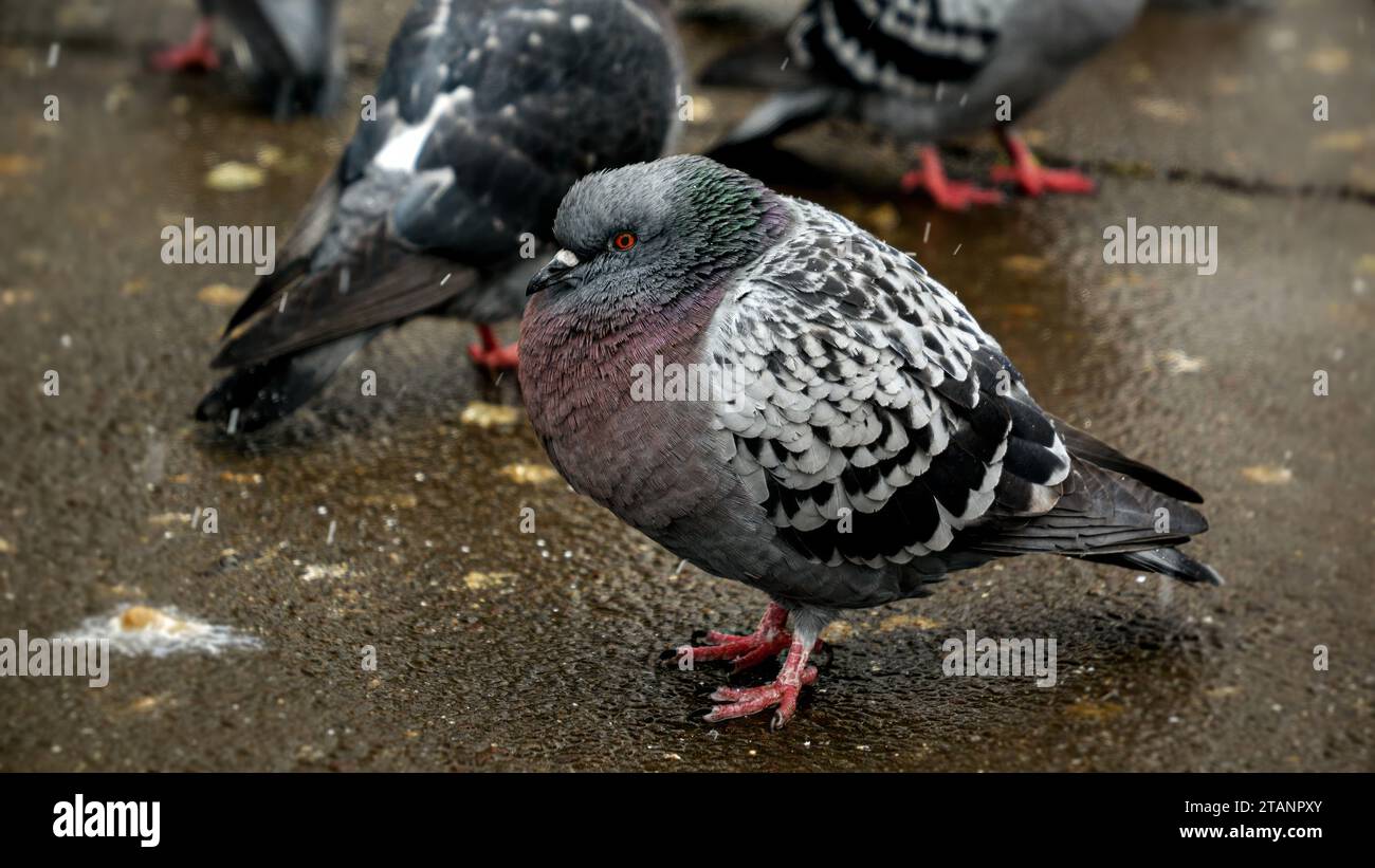 Pigeon slow motion hi-res stock photography and images - Alamy
