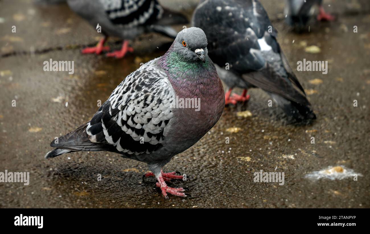 Snowflakes falling on a group of pigeons at a park during winter. The ...