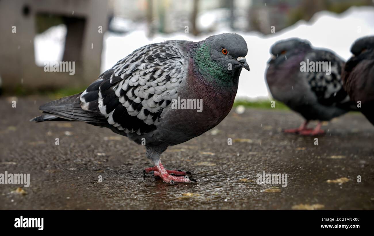 Snowflakes falling on pigeons at a park during winter. Nature's ...