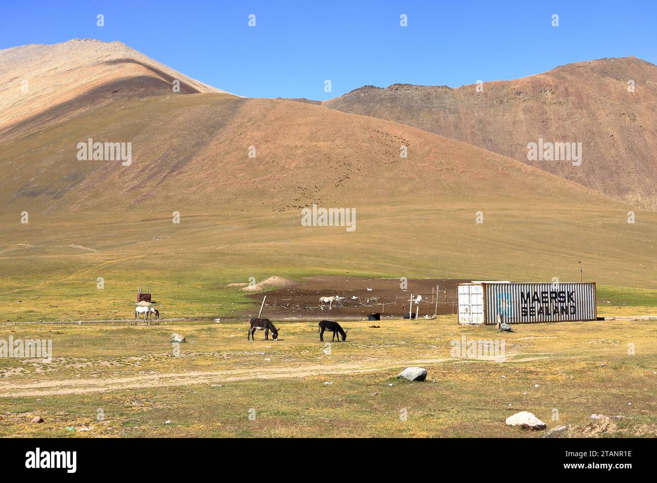 August 20 2023 - Kyrgyzstan in Central Asia: people milking mare to ...
