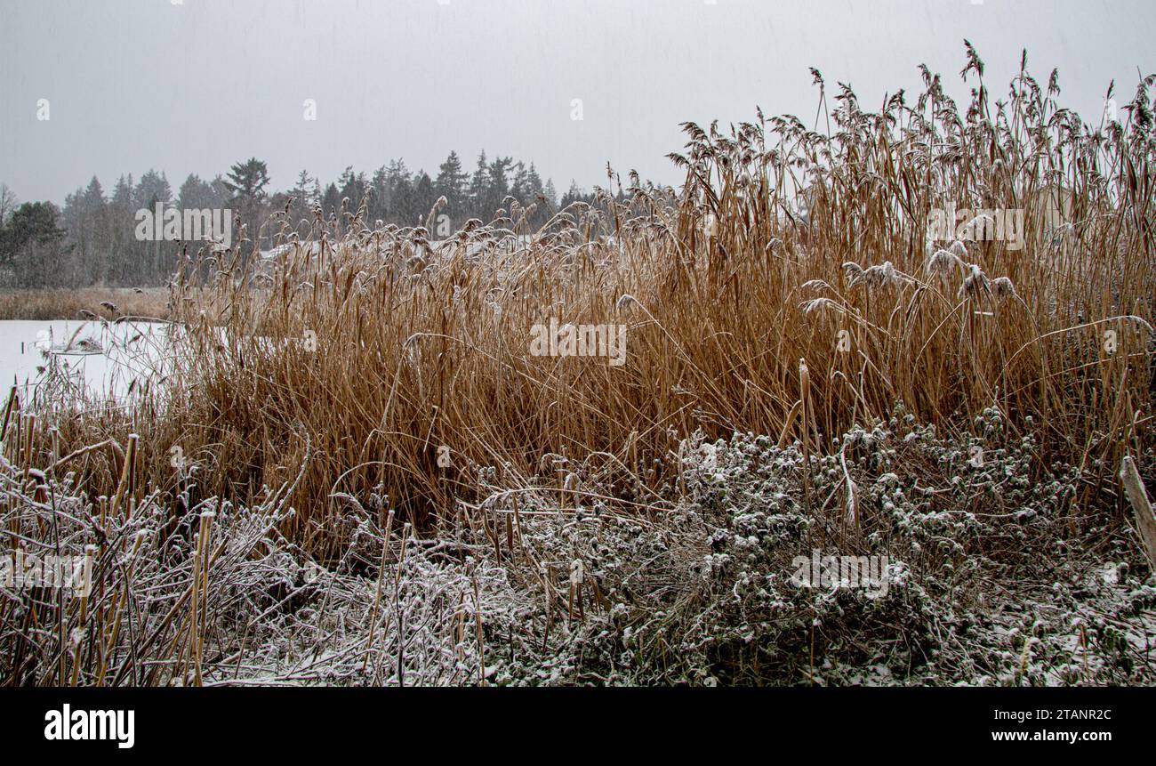 Snow falling in dundee hi-res stock photography and images - Alamy