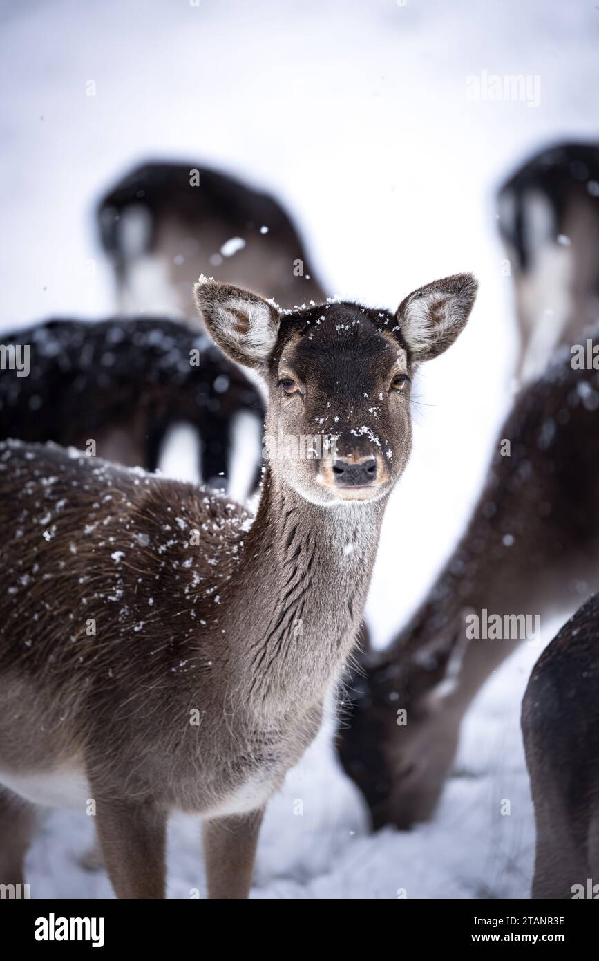 Portrait of a brown fallow deer on a white snowfield in Germany in a ...