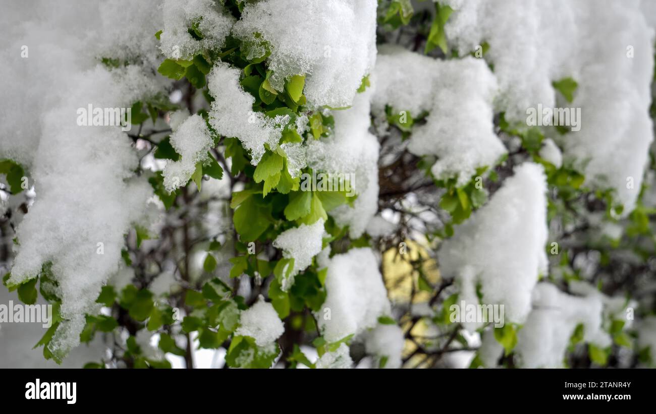 Frosty soil leaves texture hi-res stock photography and images - Alamy