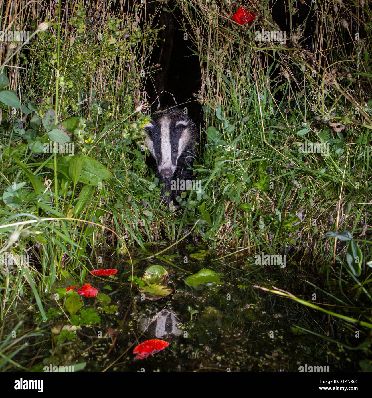 Cute badger uk hi-res stock photography and images - Alamy
