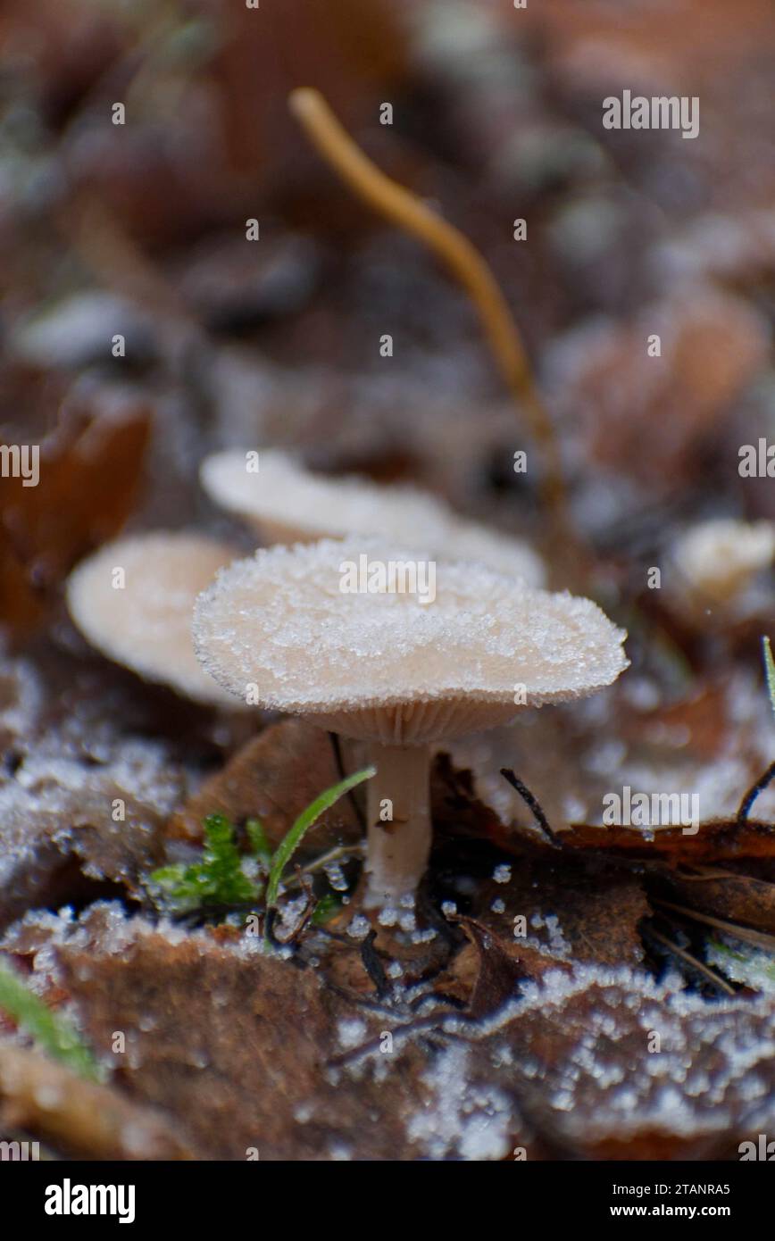 Fungi, (mushroom, toadstool) coated in frost. In the wild of the ...