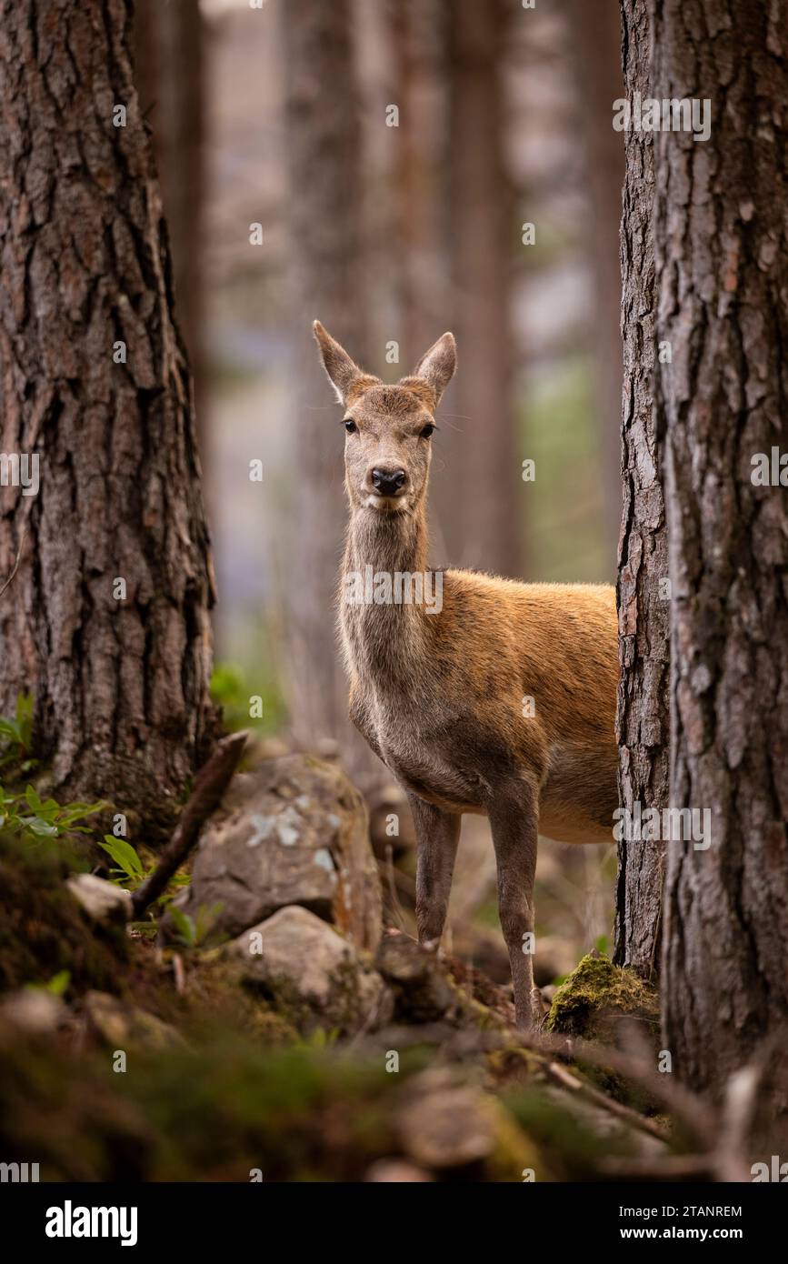 Pine red deer scotland hi-res stock photography and images - Alamy