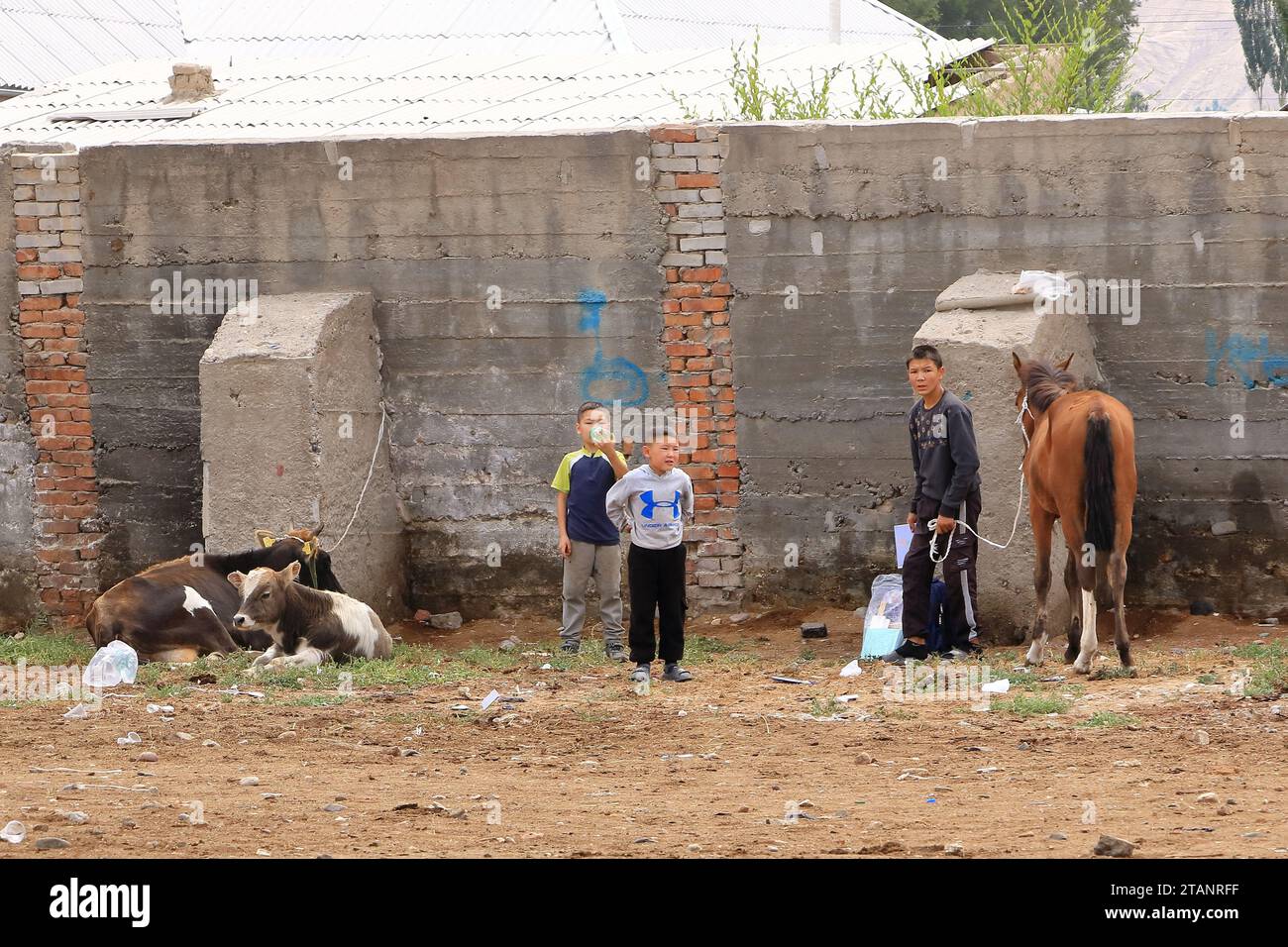 People and cattle at the karakol animal market kyrgyzstan hi-res stock ...