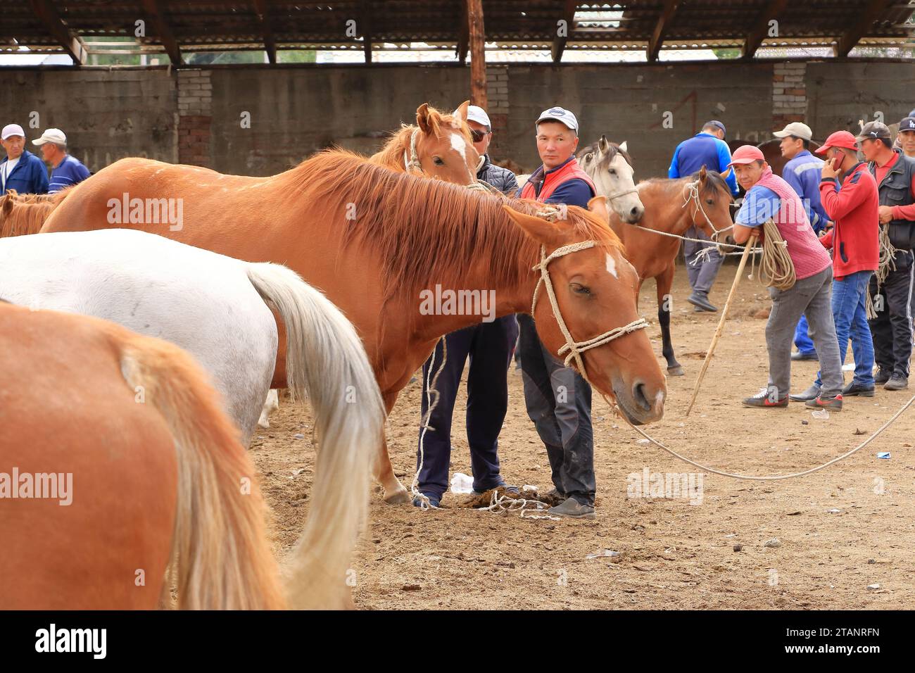 People and cattle at the karakol animal market kyrgyzstan hi-res stock ...