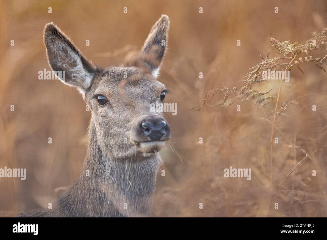 Female hind doe hi-res stock photography and images - Alamy