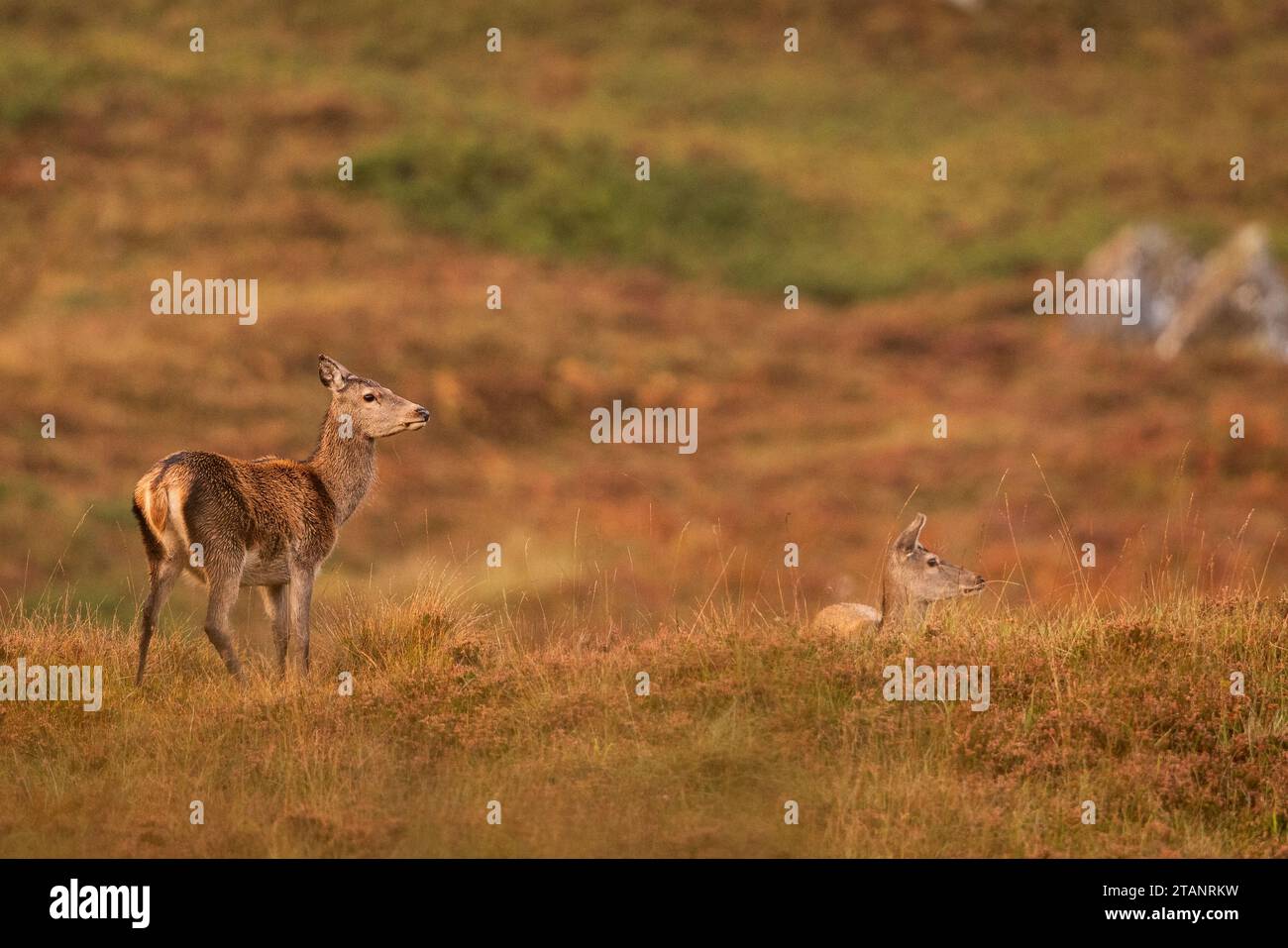 Female red deer hi-res stock photography and images - Alamy