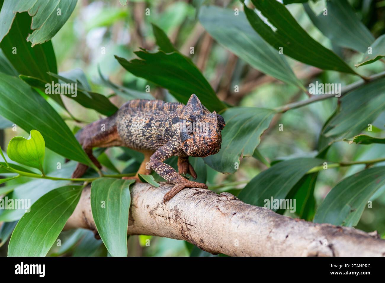 A Malagasy giant chameleon walks along a tree branch, Amber Mountain ...