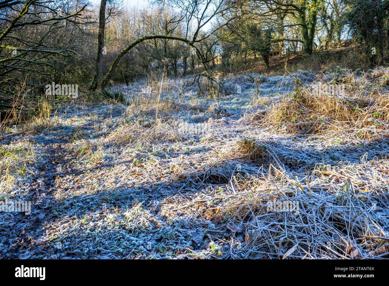 Winter scene along the footpath in Douglas Valley Adlington Lancashire ...