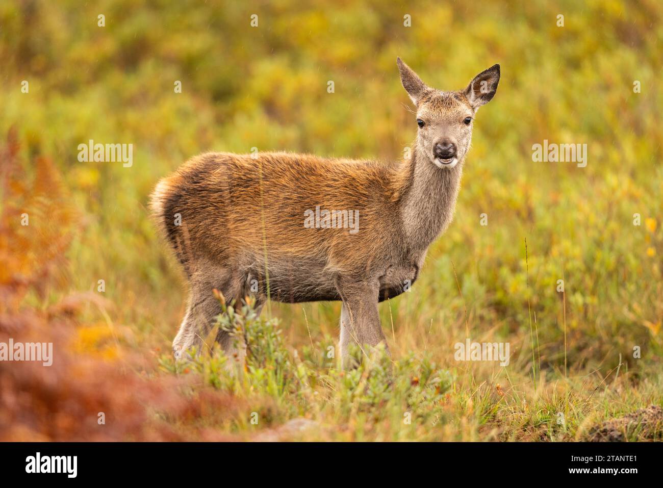 Female red deer hi-res stock photography and images - Alamy