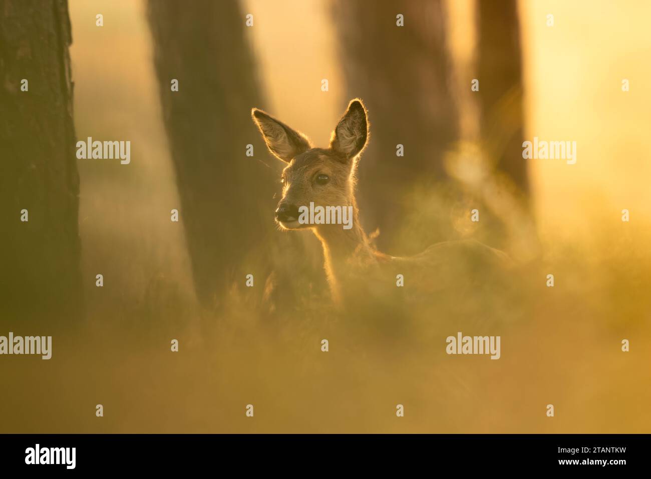 Backlit animals hi-res stock photography and images - Alamy