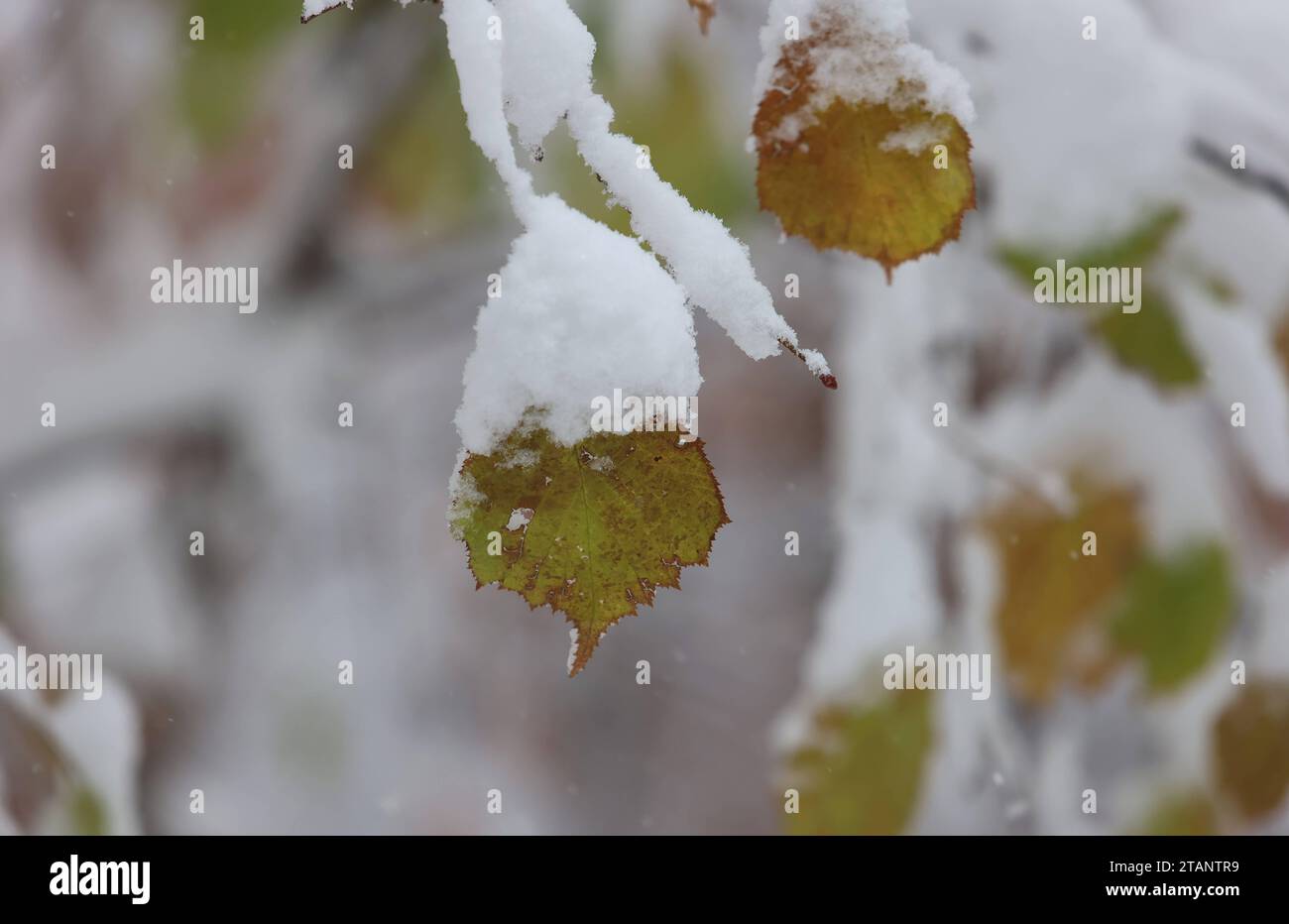 Tutzing, Bayern, Deutschland 02. Dezember 2023: Eine Wintertag in ...