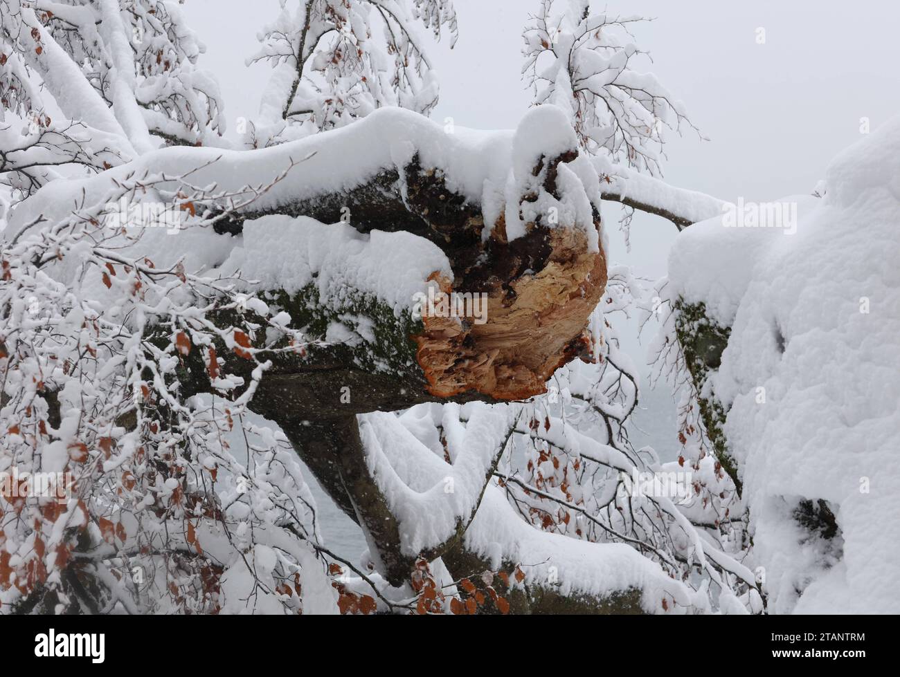 Tutzing, Bayern, Deutschland 02. Dezember 2023: Eine Wintertag in ...