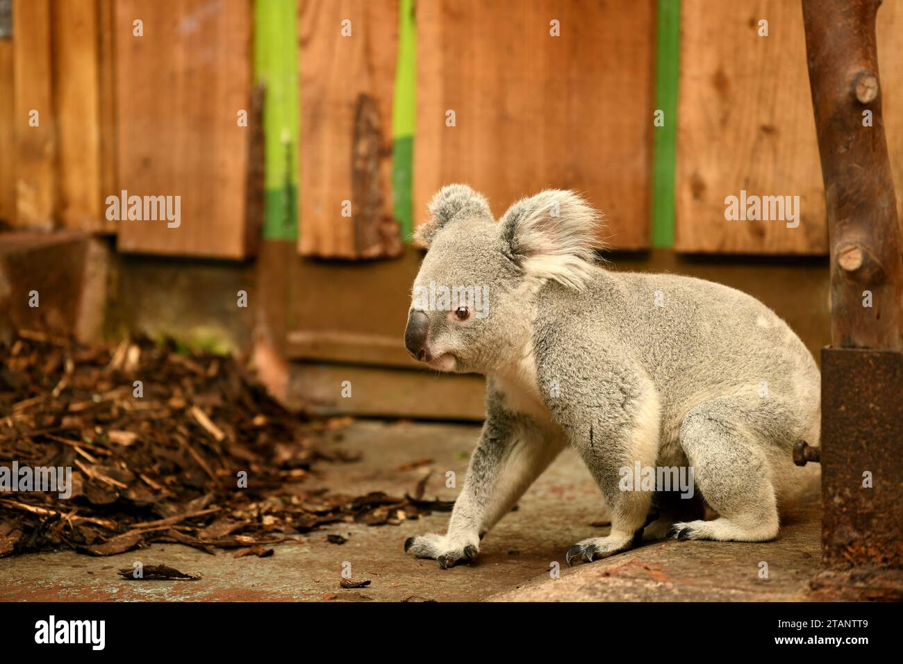 Wandering koala hi-res stock photography and images - Alamy