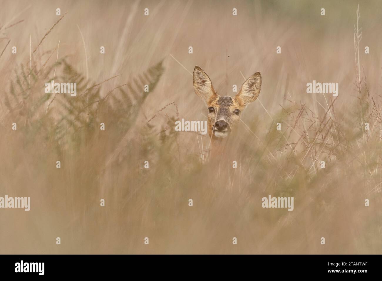 Woods animal bracken hi-res stock photography and images - Alamy