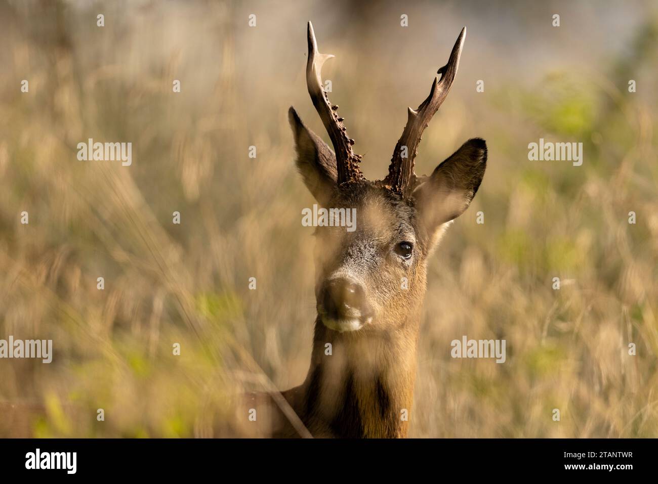 Roebuck in the sun hi-res stock photography and images - Alamy