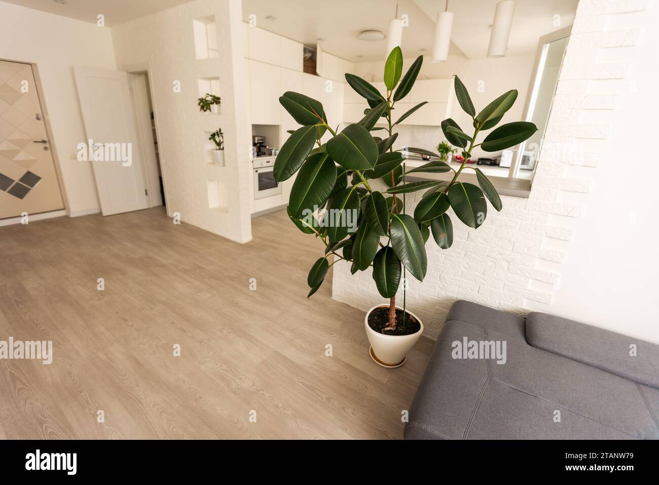 Homemade ficus in a pot. Minimalism. home plant concept. ficus Stock ...