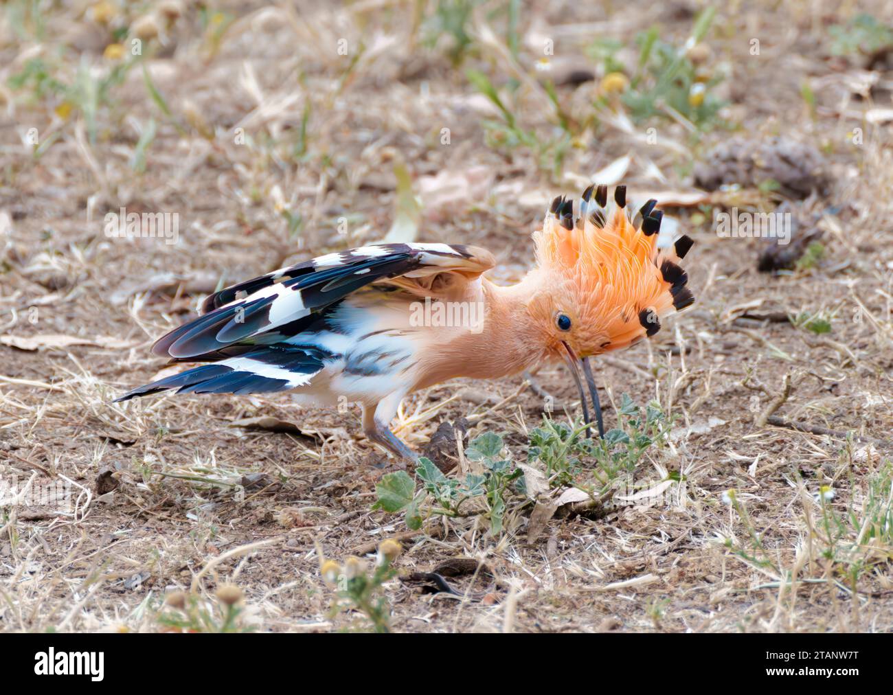 Eurasian Hoopoe looking for food on the grass Stock Photo - Alamy