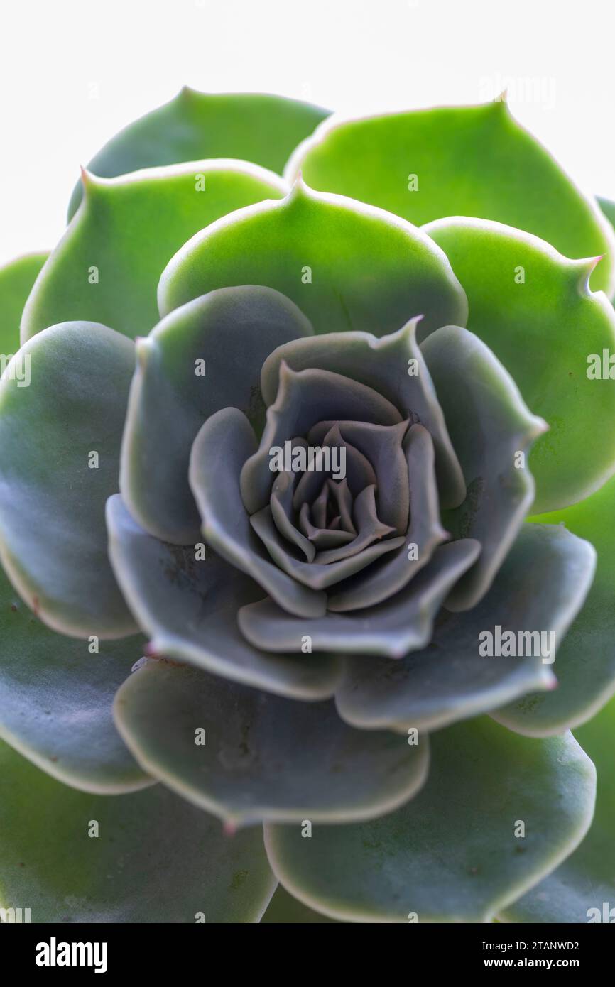 Close-up of an Echeveria succulent plant from above isolated on white ...