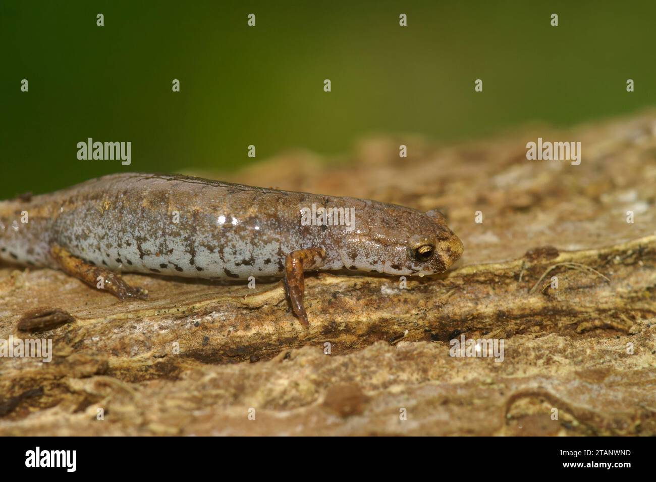 Natural closeup on a Four toed salamander, Hemidactylium scutatum ...