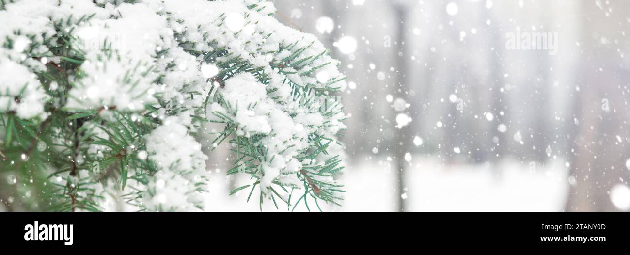 Tree branch covered with snow. Christmas tree branch with white snow ...