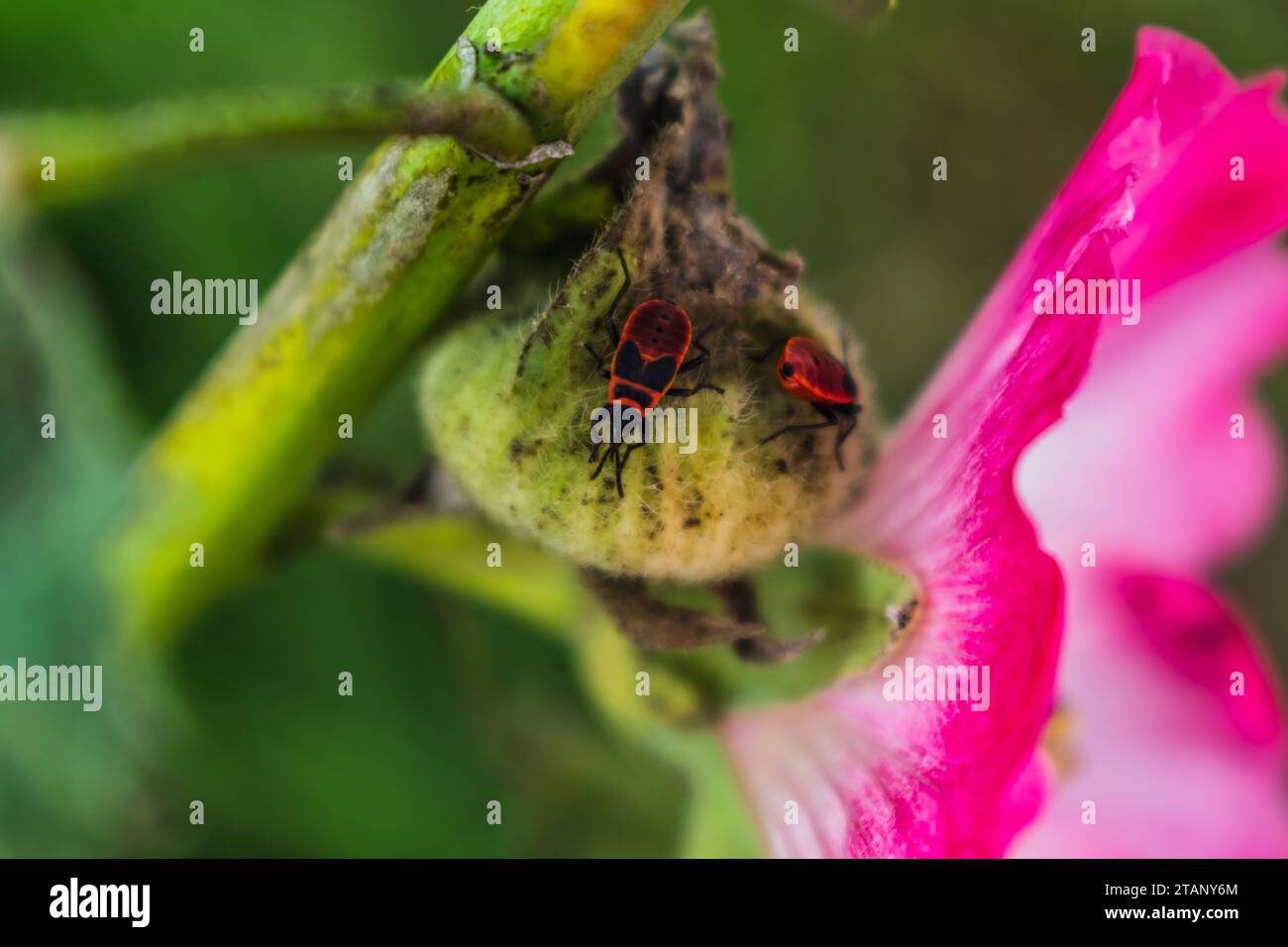 The firebug is a red insect with black spots, in gardens, they help ...