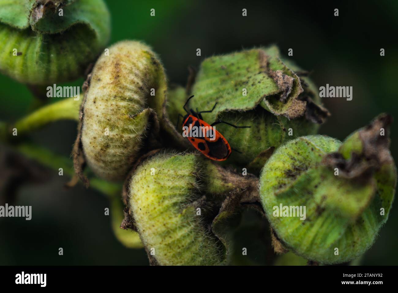 The firebug is a red insect with black spots, in gardens, they help ...