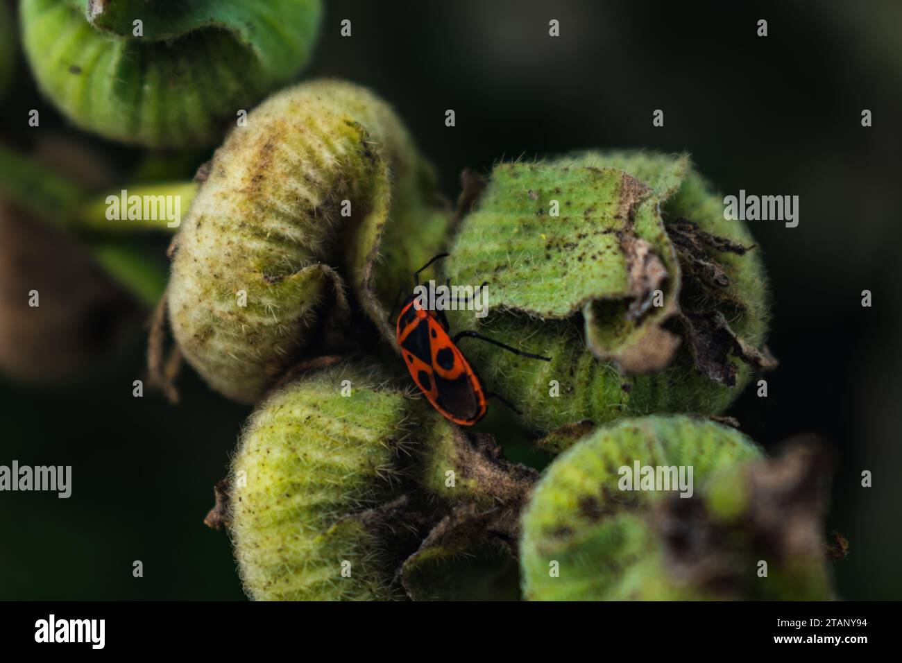 The firebug is a red insect with black spots, in gardens, they help ...