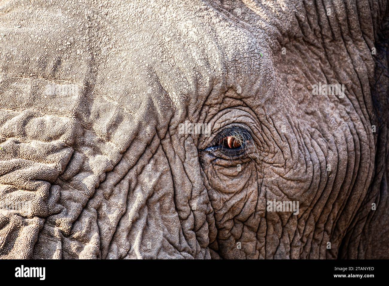 Elephant fotography hi-res stock photography and images - Alamy