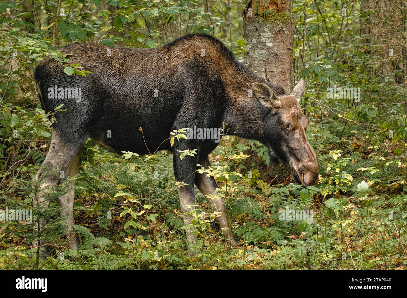 Female moose hi-res stock photography and images - Alamy