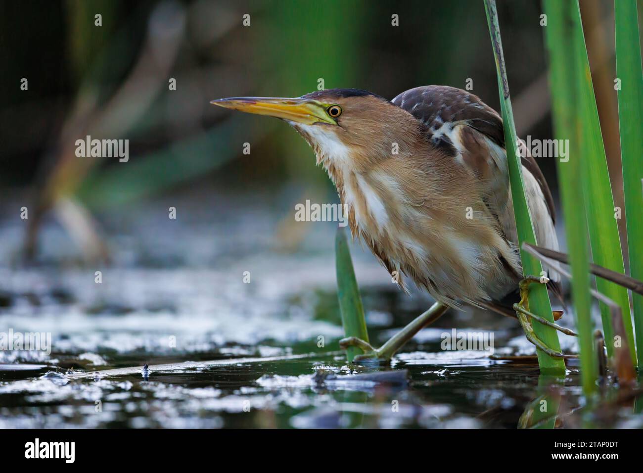 A small bittern is standing in a shallow body of water surrounded by ...