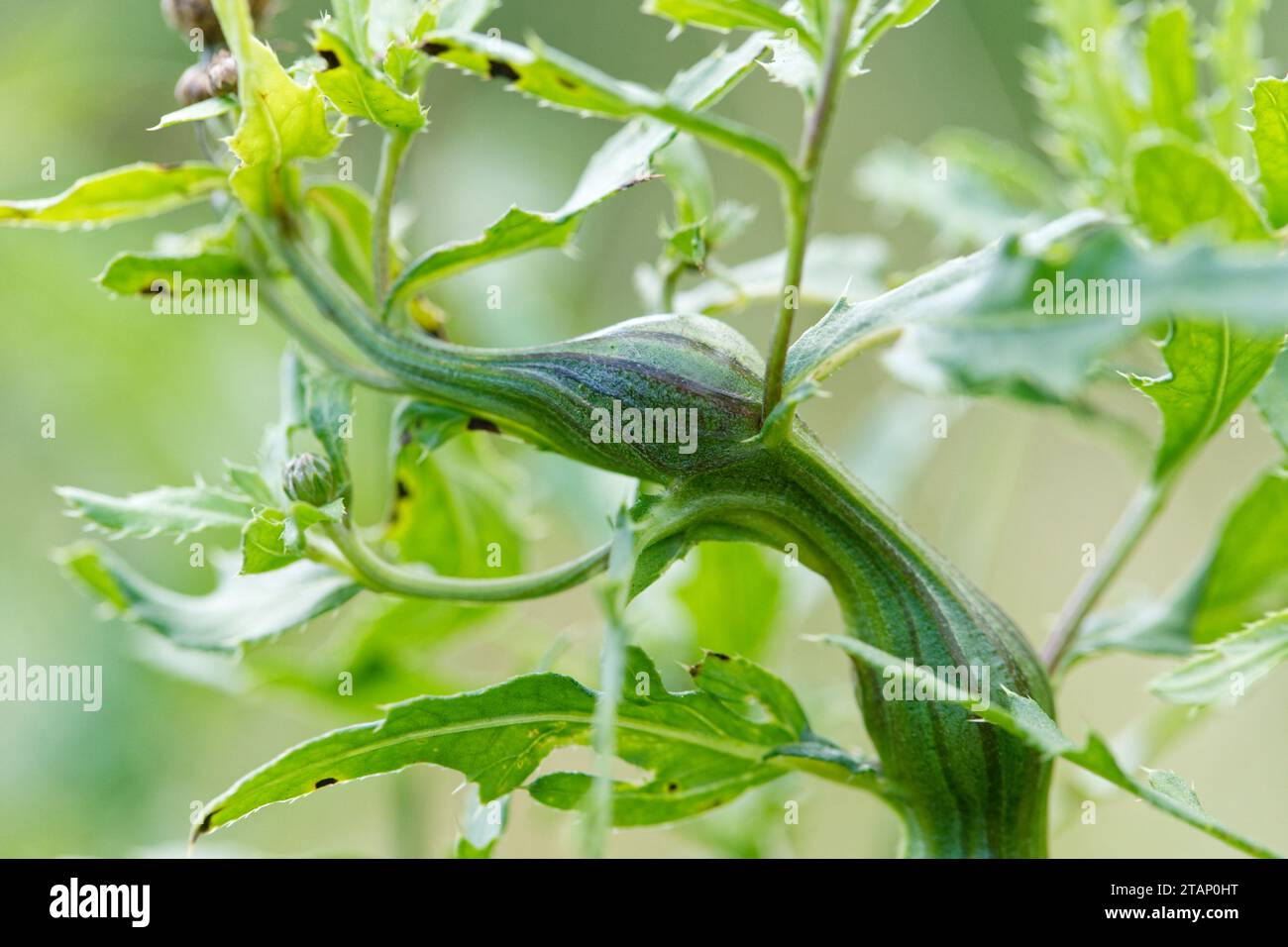 Canada thistle gall fly hi-res stock photography and images - Alamy