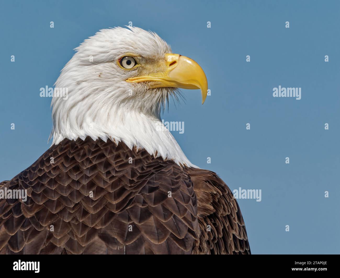 A closeup profile of a bald eagle Stock Photo - Alamy