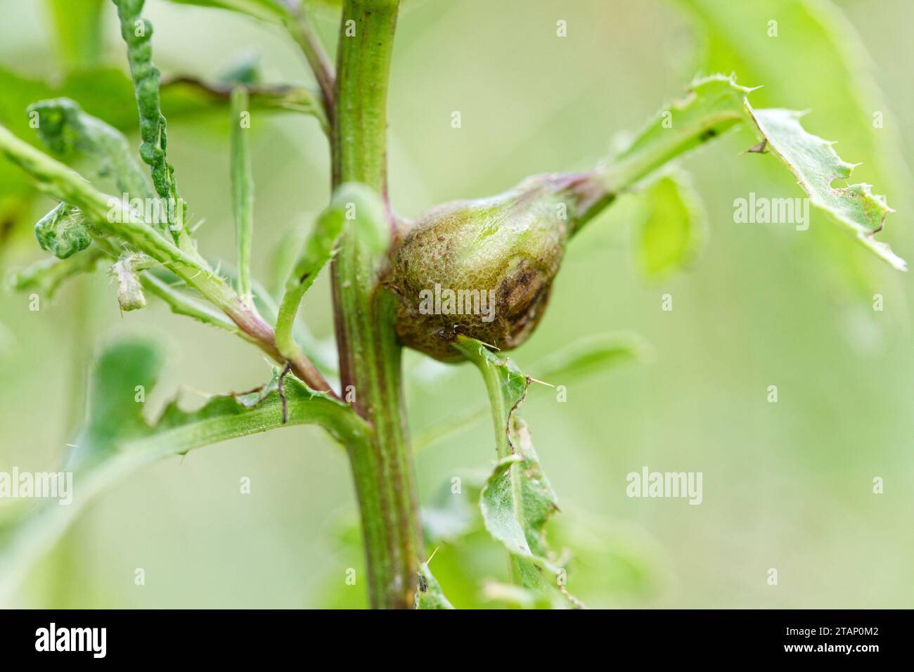 Canada thistle gall fly (Urophora cardui Stock Photo - Alamy