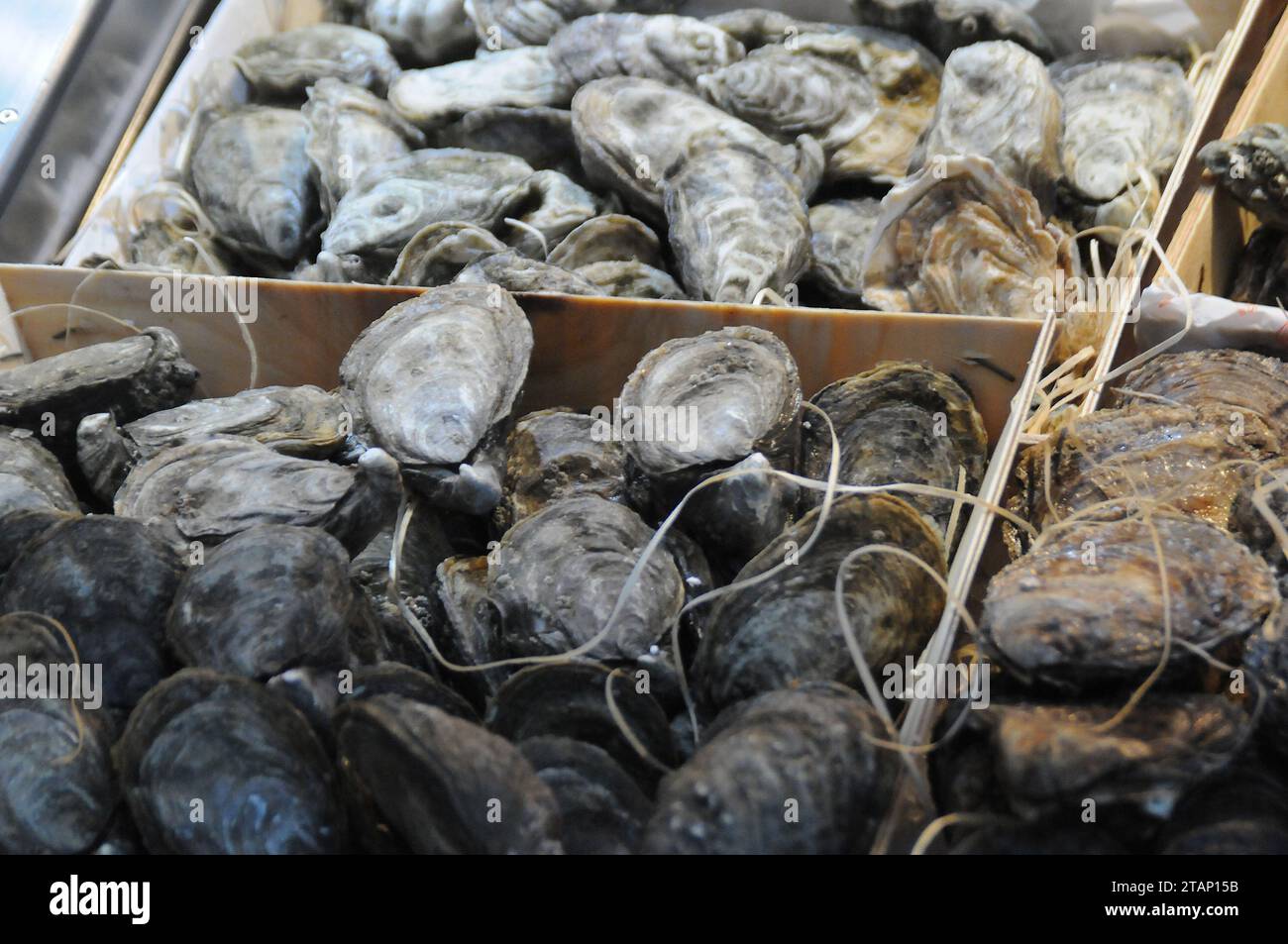 Copenhagen, Denmark /02 December 2023/Oysters Sea food or fish shops in ...