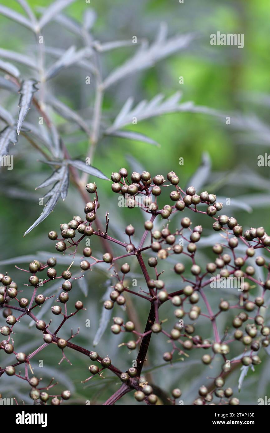 Ornamental black elder, Sambucus nigra of unknown variety, fruits in ...