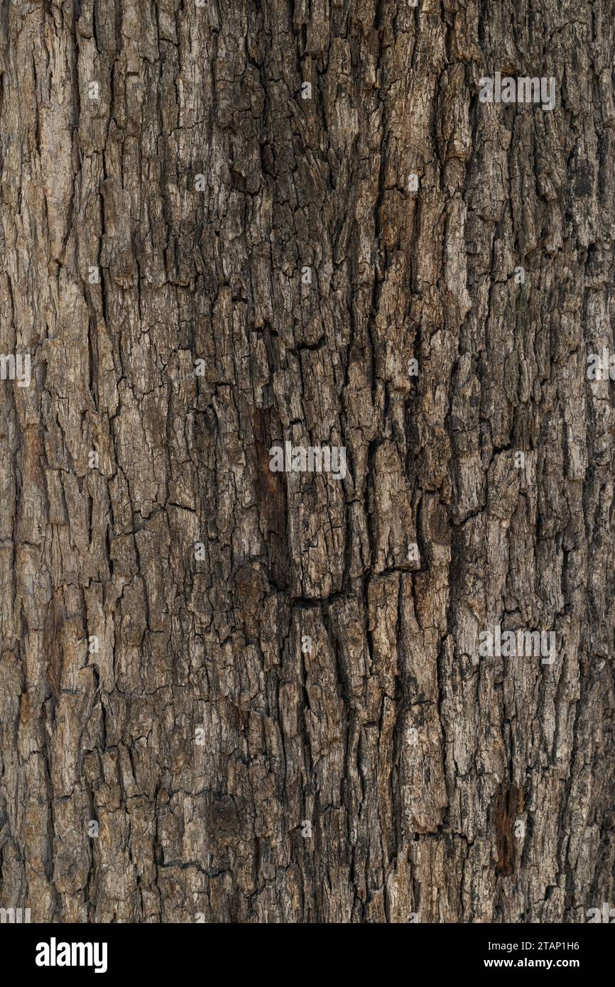 Bark of a big tree closeup background, nature photo Stock Photo - Alamy