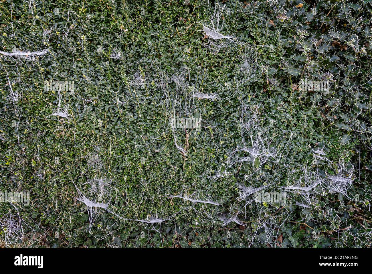 Mass of cobwebs covered in hoare frost hanging from green hedge Stock ...