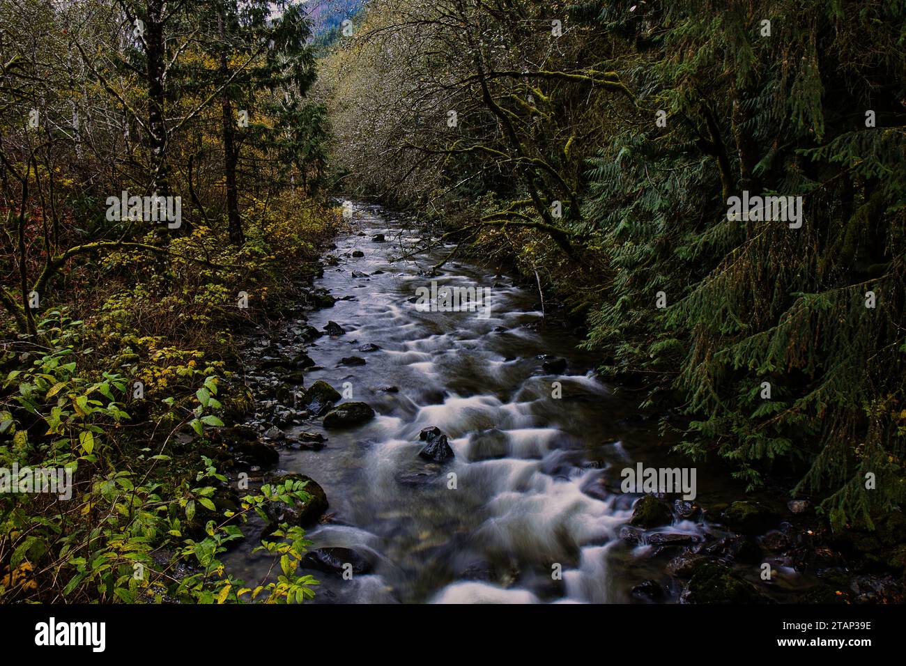 An idyllic mountain stream meanders through a vibrant green rainforest ...