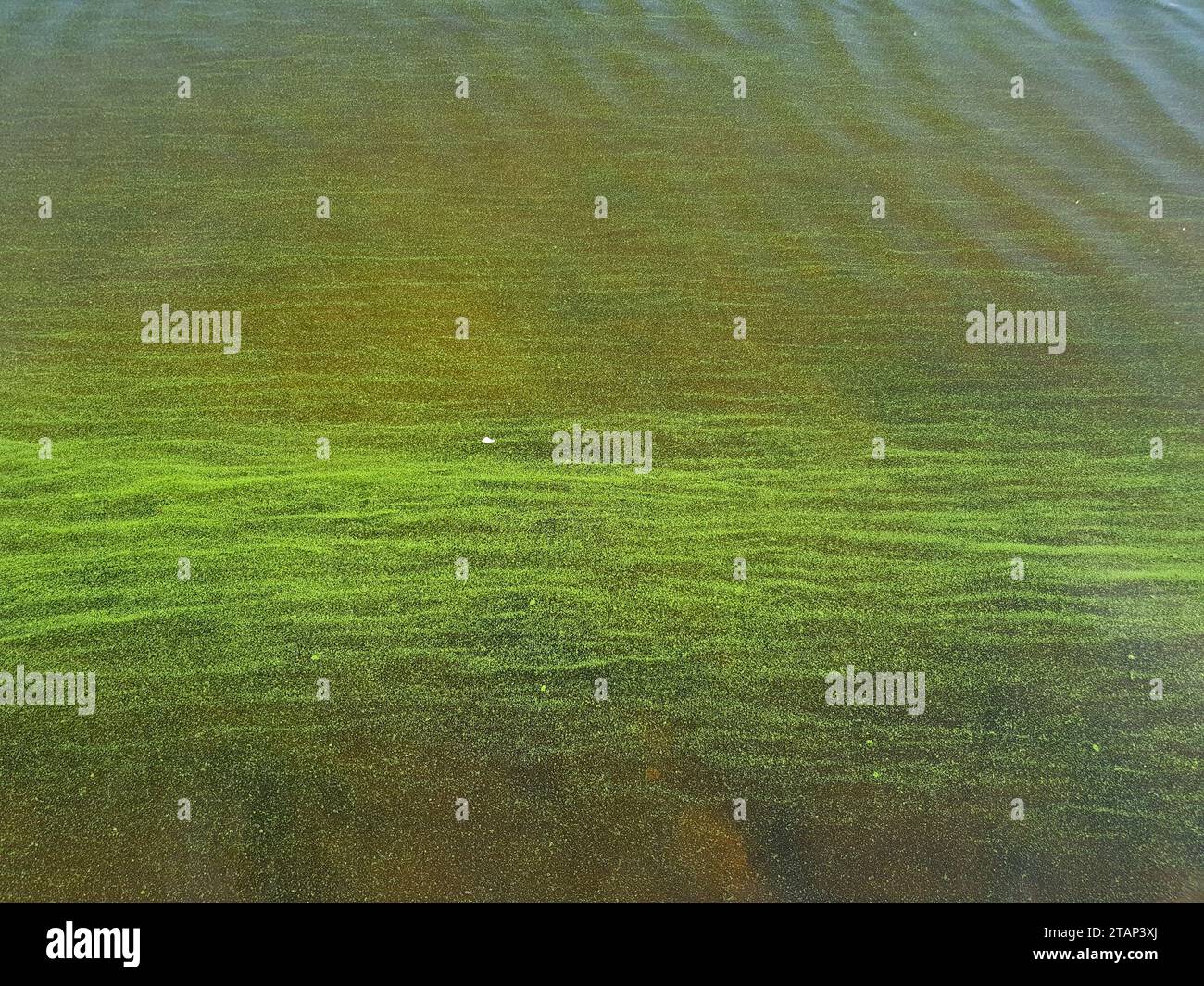 Water pollution by blooming blue-green algae - Cyanobacteria is world ...