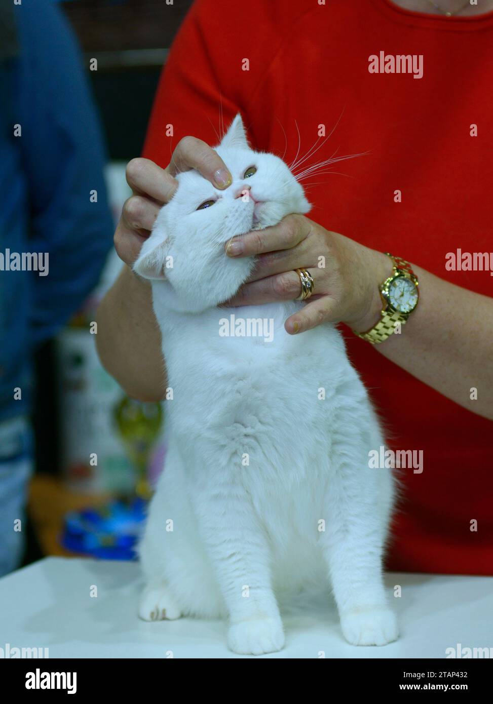 Pedigreed white cat standing on a table, a judge's hands holding it ...